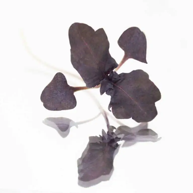 BASIL RED MICRO-HERB | Collins Fresh