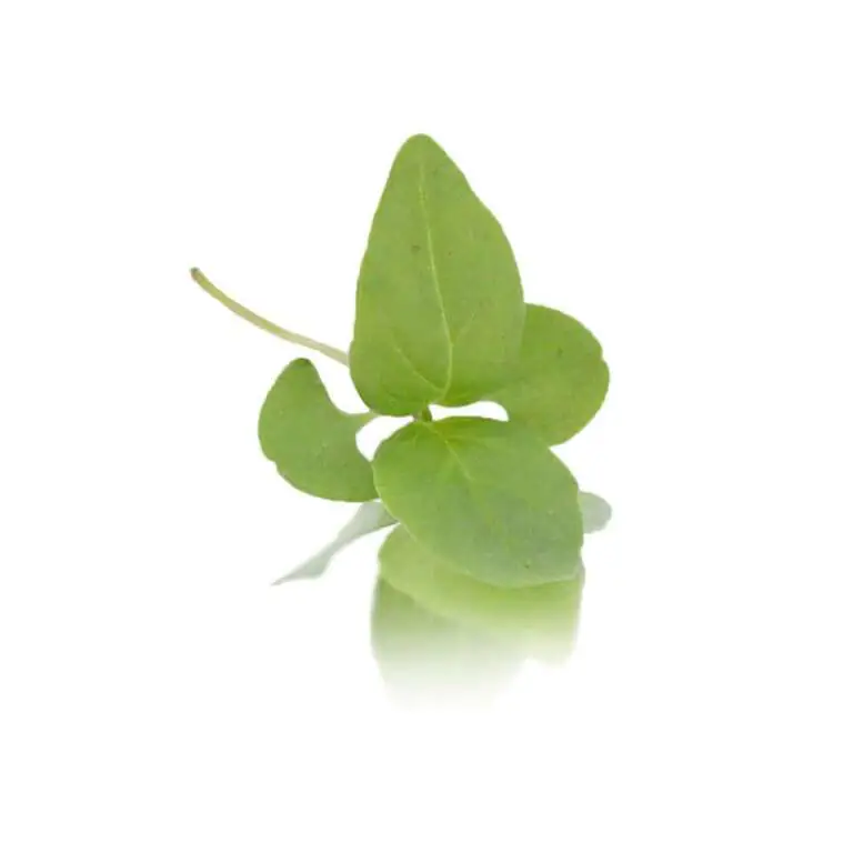 BASIL THAI MICRO-HERB | Collins Fresh