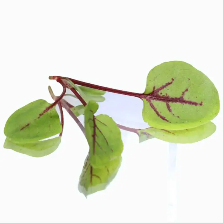 RED VEIN SORREL MICRO-HERB | Collins Fresh