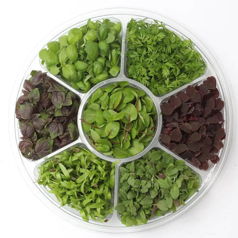 SELECTION WHEEL MICRO HERB **PRE-ORDER ONLY** | Collins Fresh